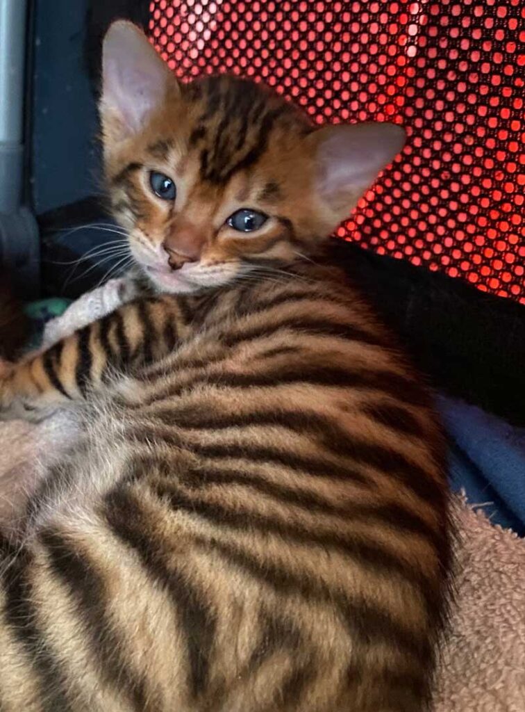 Toyger Kittens Champion Bloodline | Designer Stripes Toygers